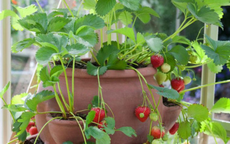 9 formas diferentes de cultivar morangos em sua casa!